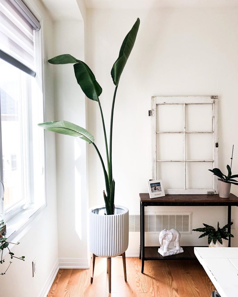 A Green Moment With Plant Stylist, Planting Bliss Co. - HPT Blog